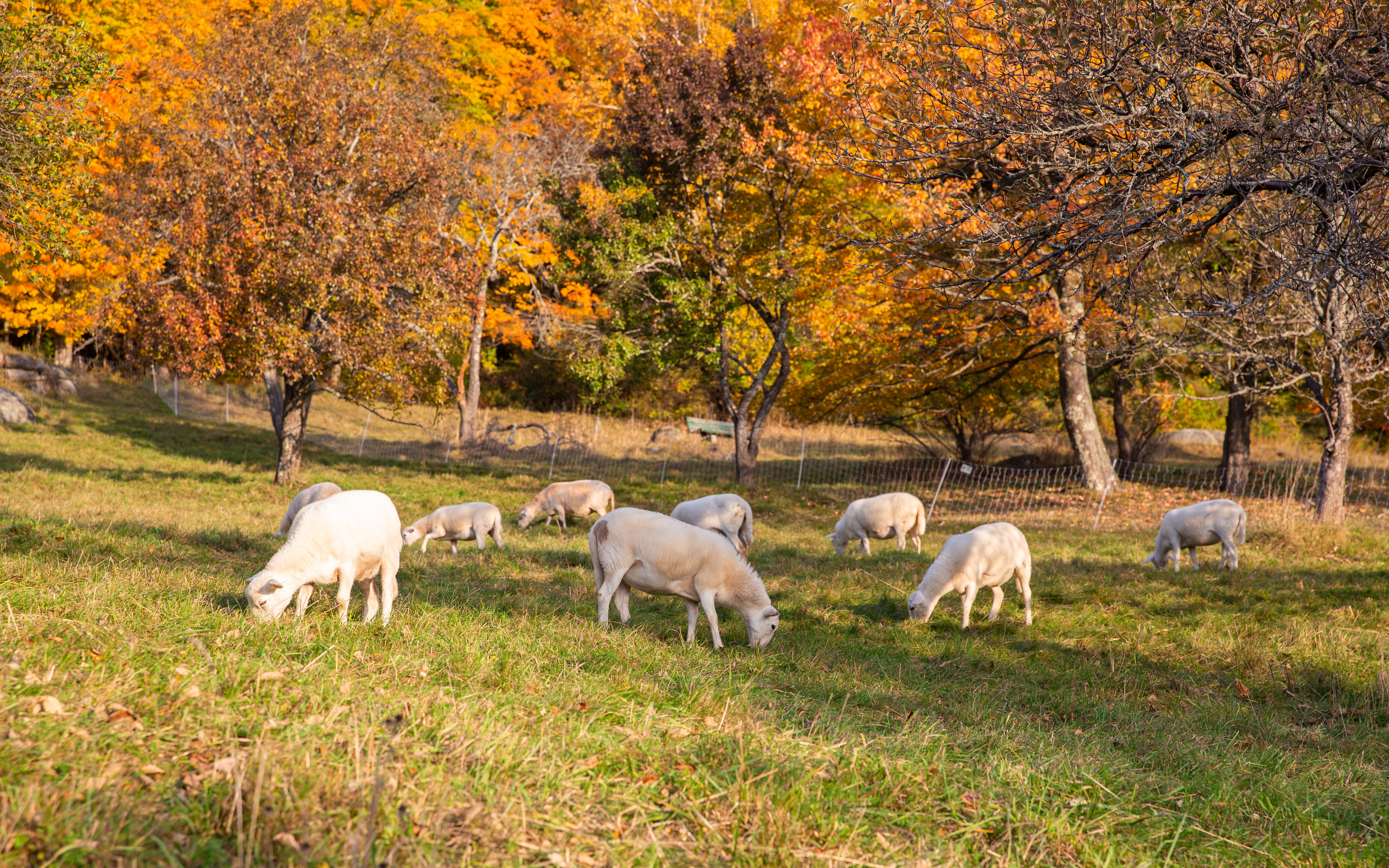 Trapp Family Farm | von Trapp Family Lodge & Resort